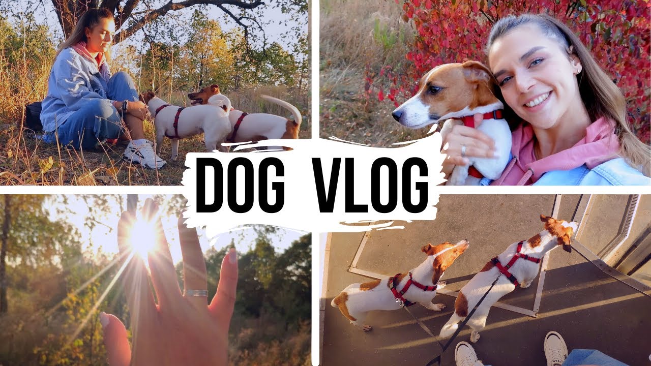 DOG VLOG | Один осенний день🍁 - YouTube