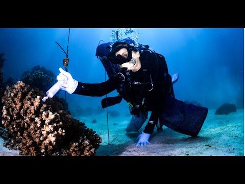 KAUST's Coral Probiotics Village - YouTube