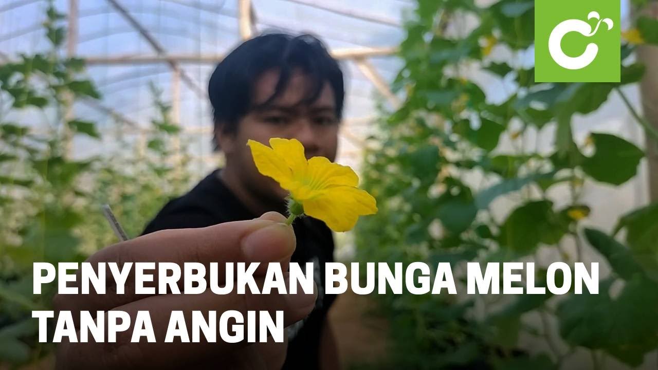 Cara Penyerbukan Bunga Melon Hidroponik dalam Green House - YouTube