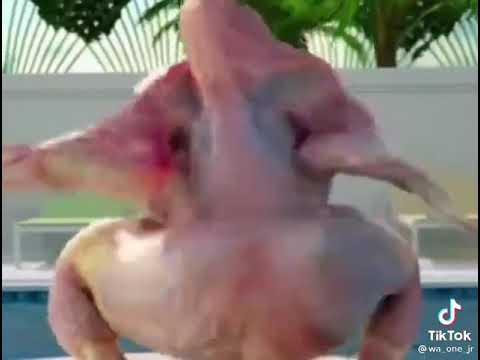 ayam kocak joged nungging 😂 #viral #tiktok #shorts