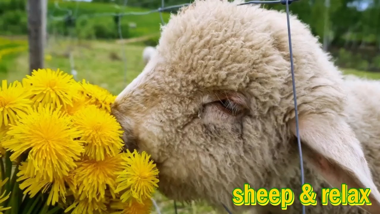 Relax music with sheep - for uplifted mood, well-being, relaxation ...