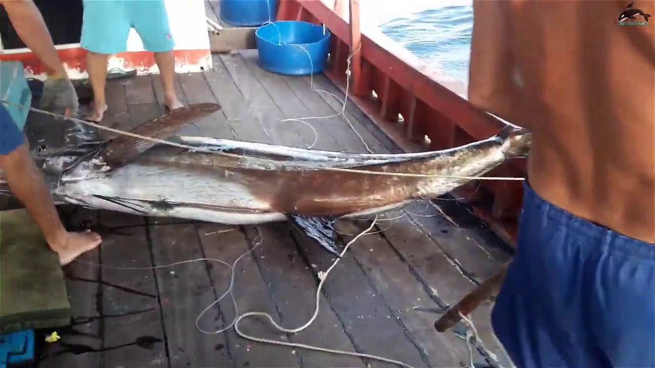 Fast Swordfish - Fishing Skills Catching Big Fish on The Sea - YouTube