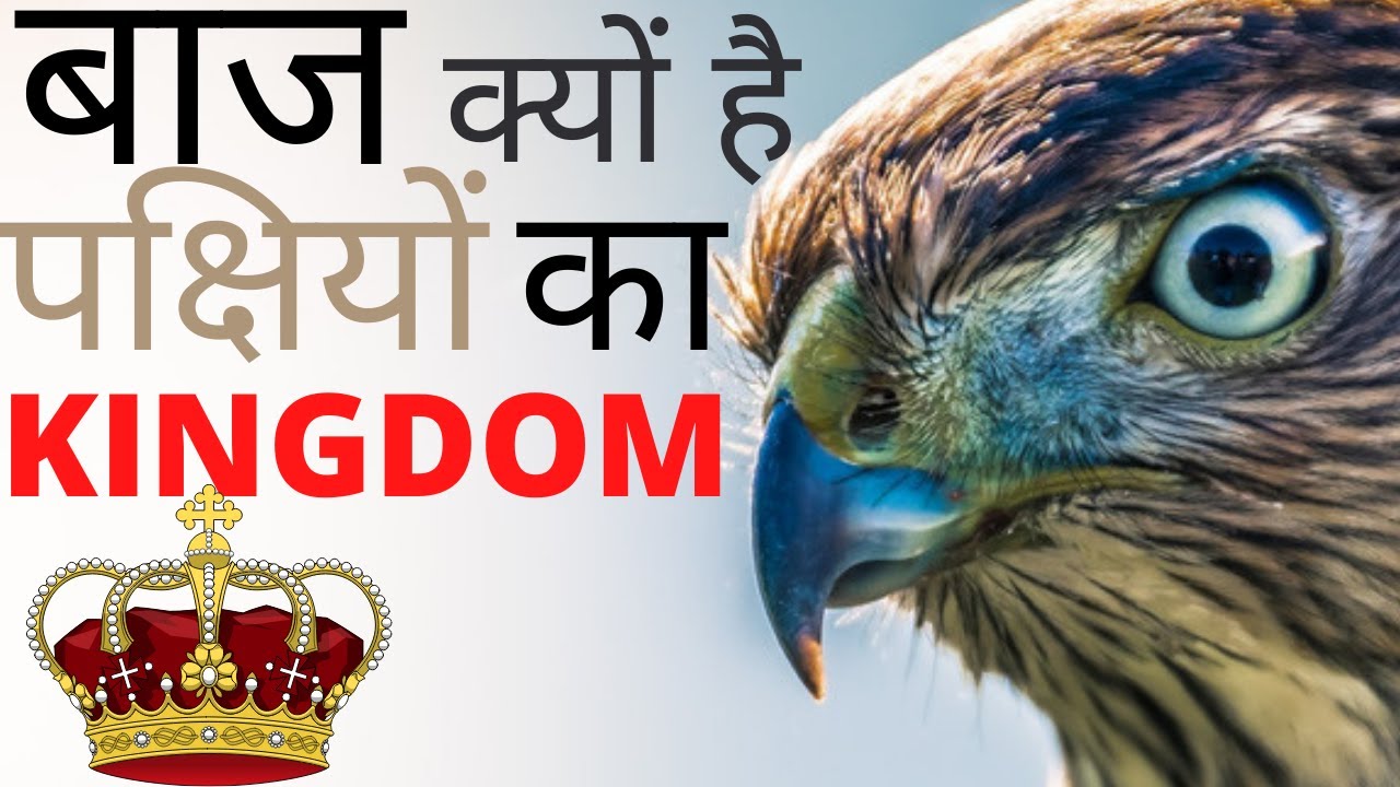 Baaj- The king of the birds | sonu sharma | master class. - YouTube