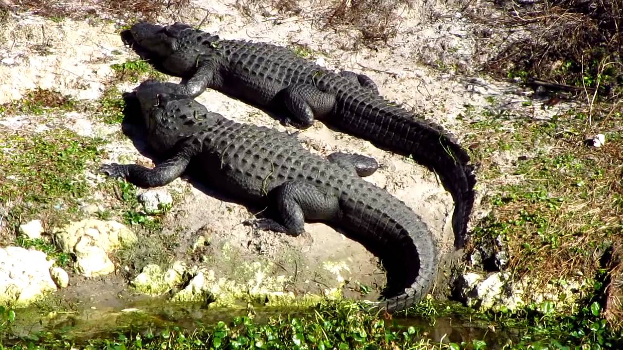 Two Large Alligators - La Chua Trail, Paynes Prairie, Gainesville, FL ...
