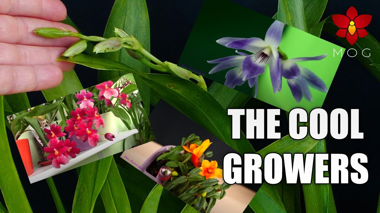 My cool growing Orchids - Updates, thoughts, repotting & plans for the ...
