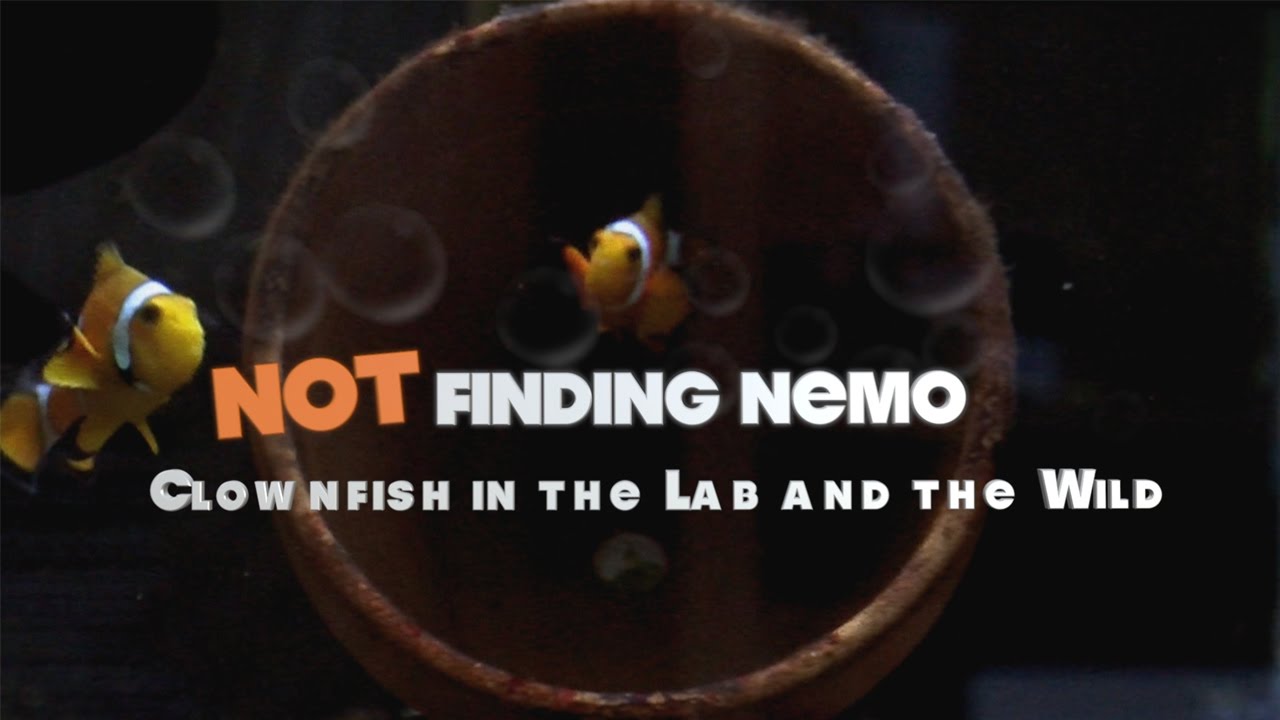 Not Finding Nemo: Clownfish in the Lab and the Wild - YouTube
