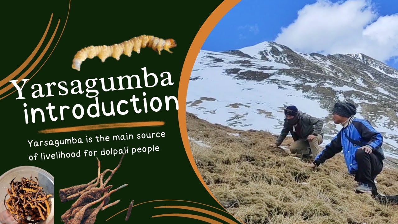 Yarsagumba life cycle • in search of yarsagumba in nepal ~ gyalbara ...
