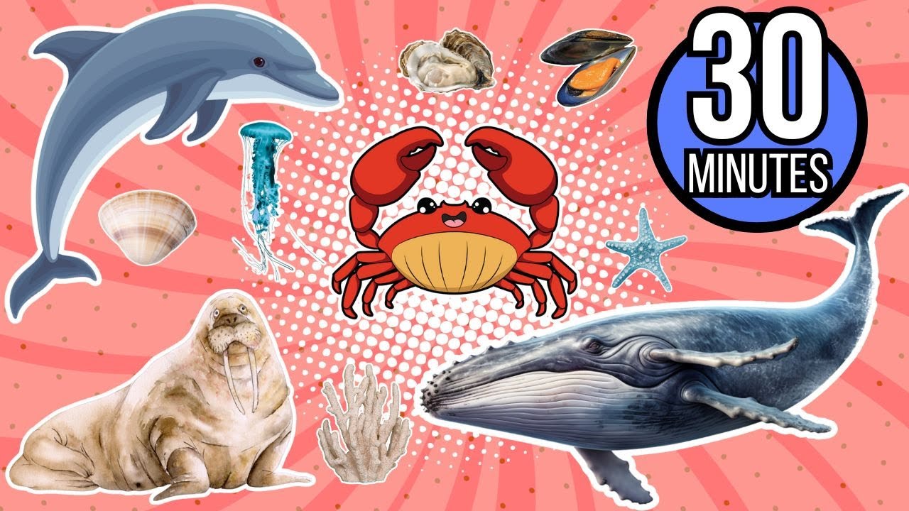 30 Minutes LEARN OCEAN ANIMALS In English - YouTube