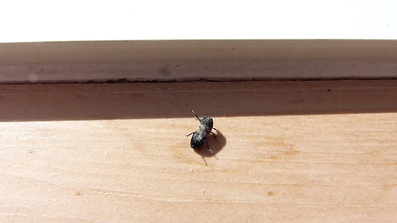 Dermeste du lard/Larder Beetle - YouTube