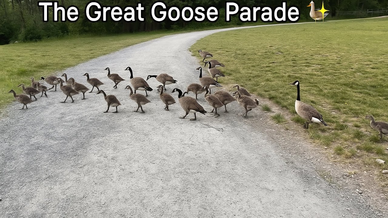 The Great Goose Parade 🪿 Marching to Victory - YouTube