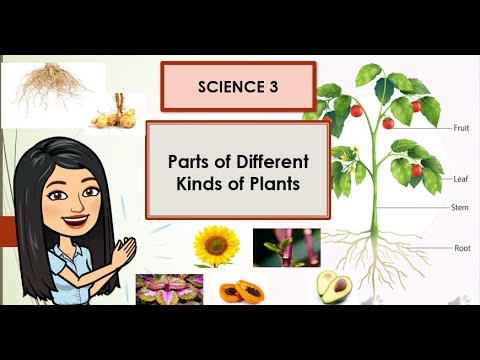 SCIENCE Q2W4 Different Parts of Plants Lesson4A - YouTube