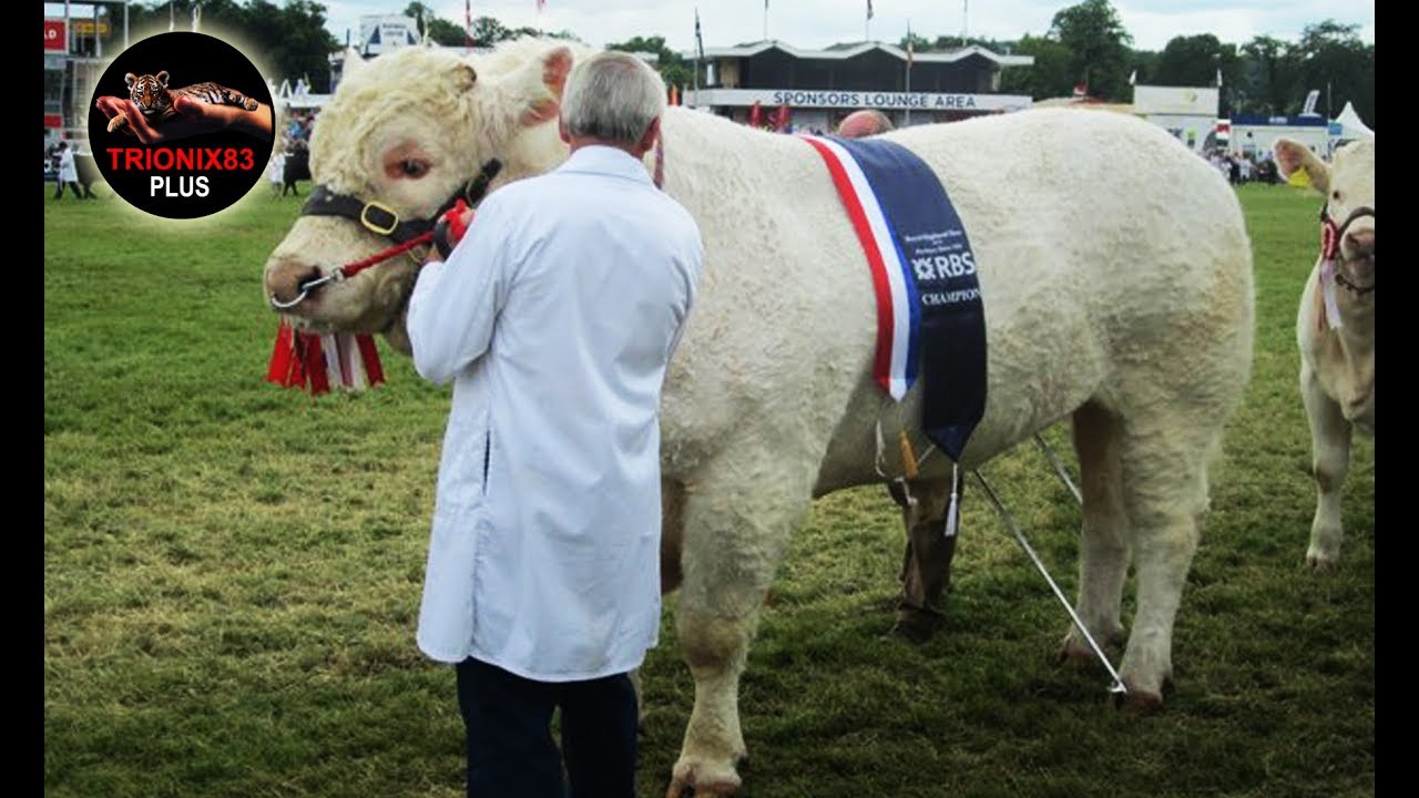 LA VACA MAS GRANDE DEL MUNDO – La raza de vaca mas grande del mundo ...