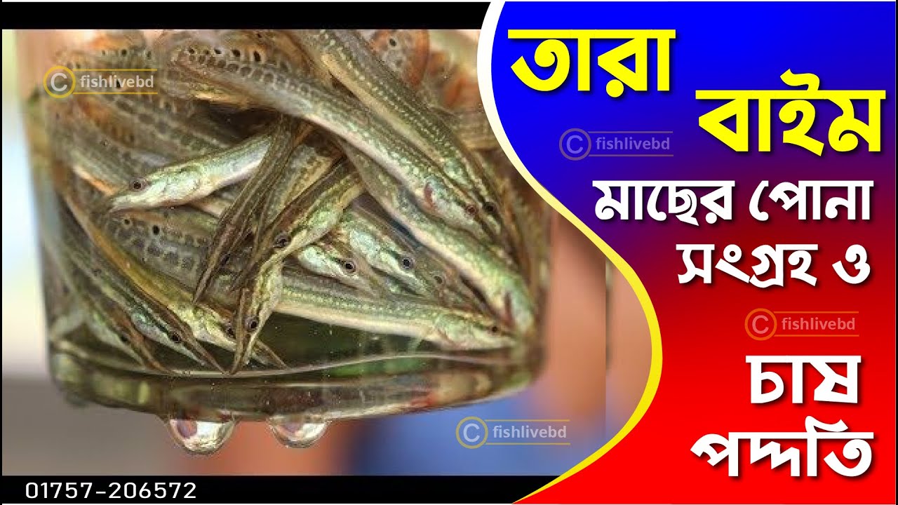Tara Baim Fish Farming || তারা বাইম মাছ চাষ পদ্ধতি || তারা বাইম মাছের ...