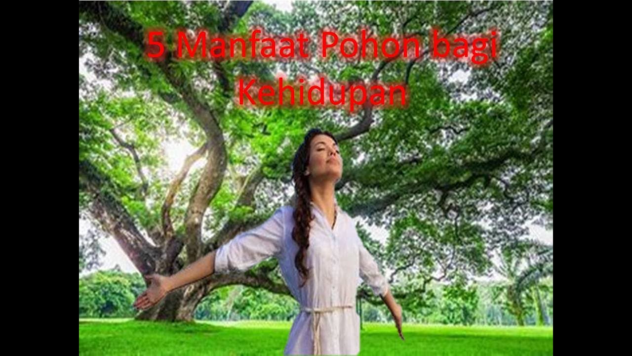 Manfaat Pohon bagi Kehidupan - YouTube