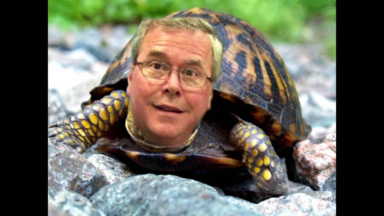 Turtle Tribute (R.I.P. JEB) - YouTube