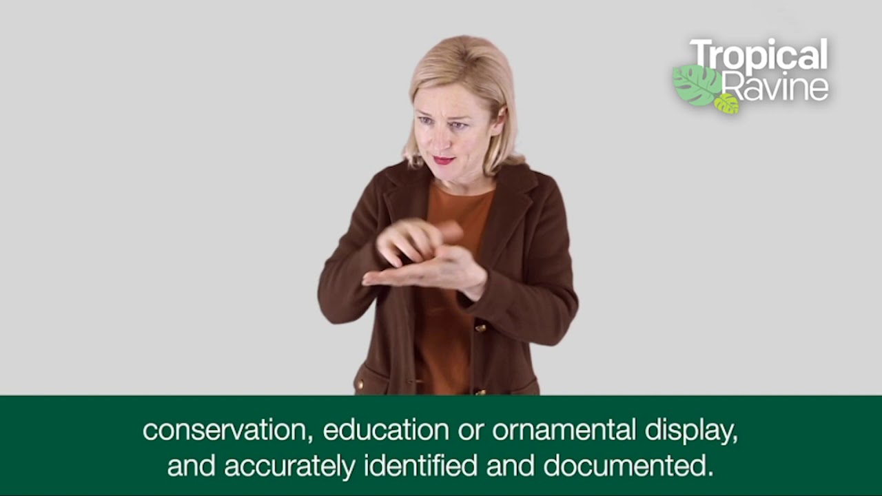 P17 Irish Sign Language - YouTube