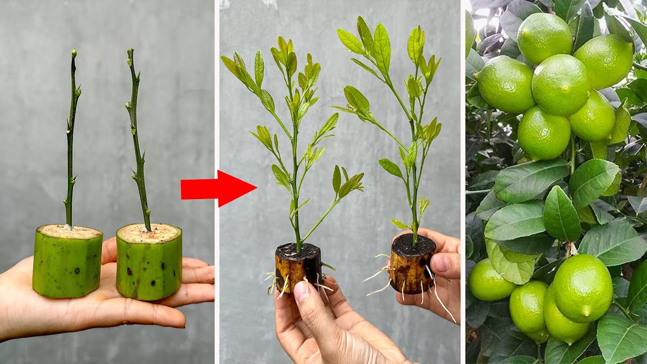 The technique of propagating lemon trees from branches using bananas ...