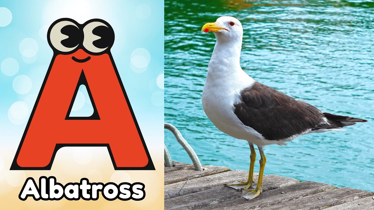 ABC Bird Song For Kids | Learn Bird Names from A to Z with Fun Sounds ...