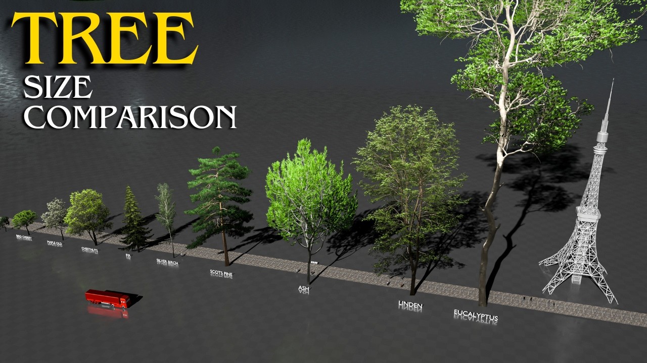 The Tallest TREES in the World 🌳 3D Size Comparison - YouTube