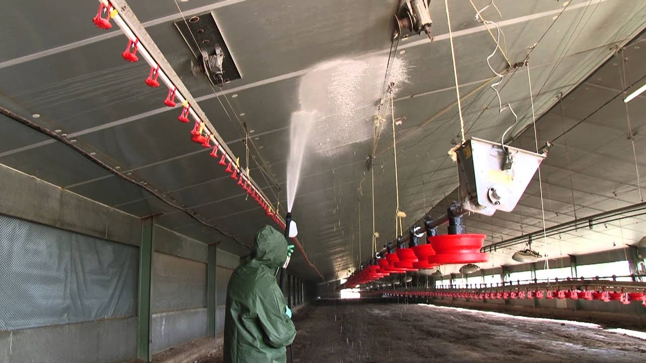 Elevage de volailles : la biosécurité - YouTube