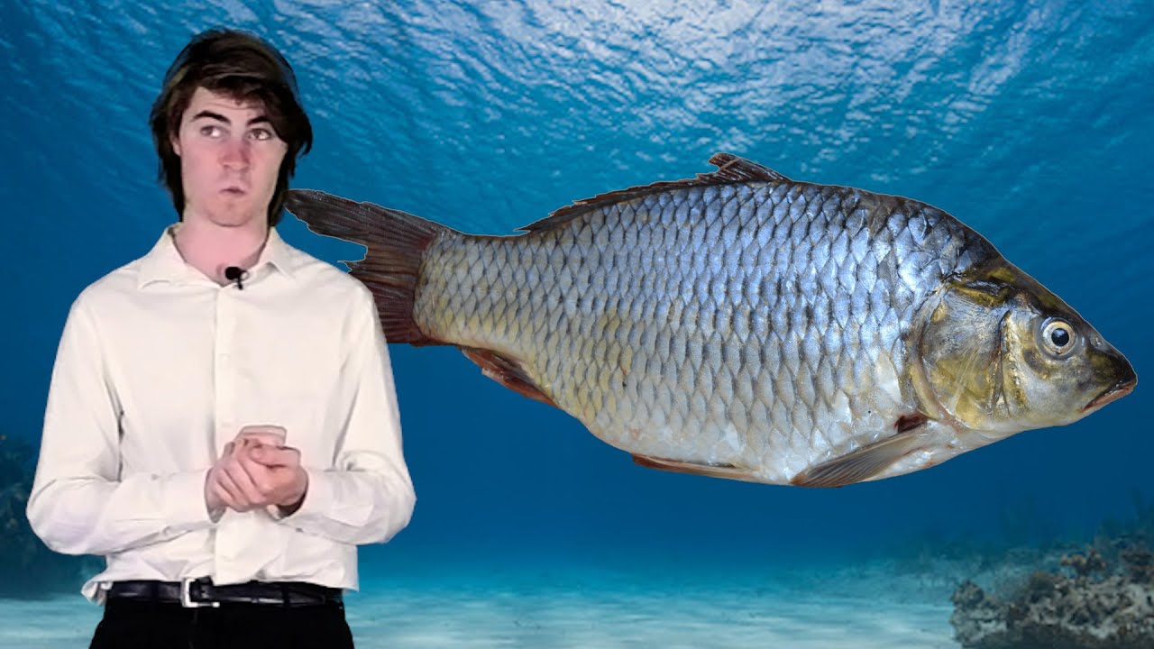 Service Fish - YouTube