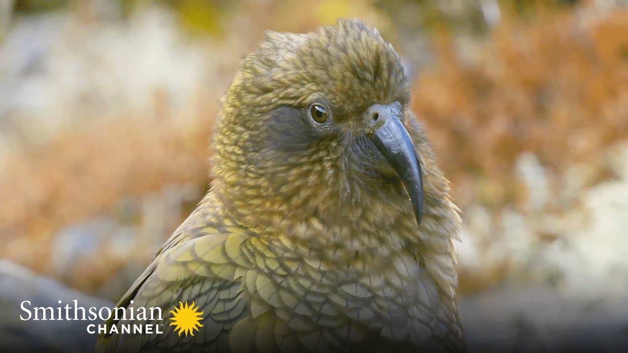 The Highly Intelligent New Zealand Alpine Parrot 🦜 | Smithsonian ...