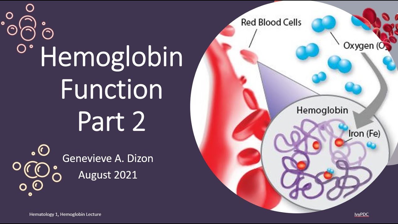 Hemoglobin Function Part 2 - YouTube