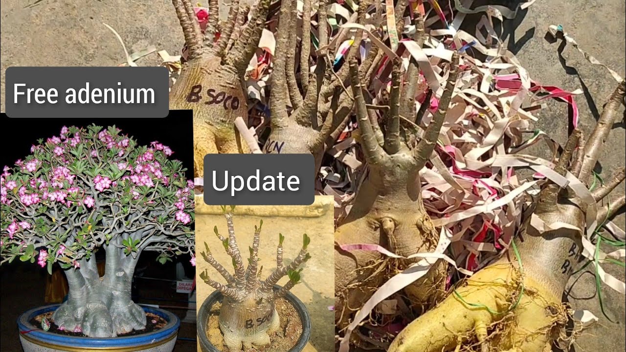 free adenium arabicum as gift/ unboxing adenium arabicum/ arabicum ...
