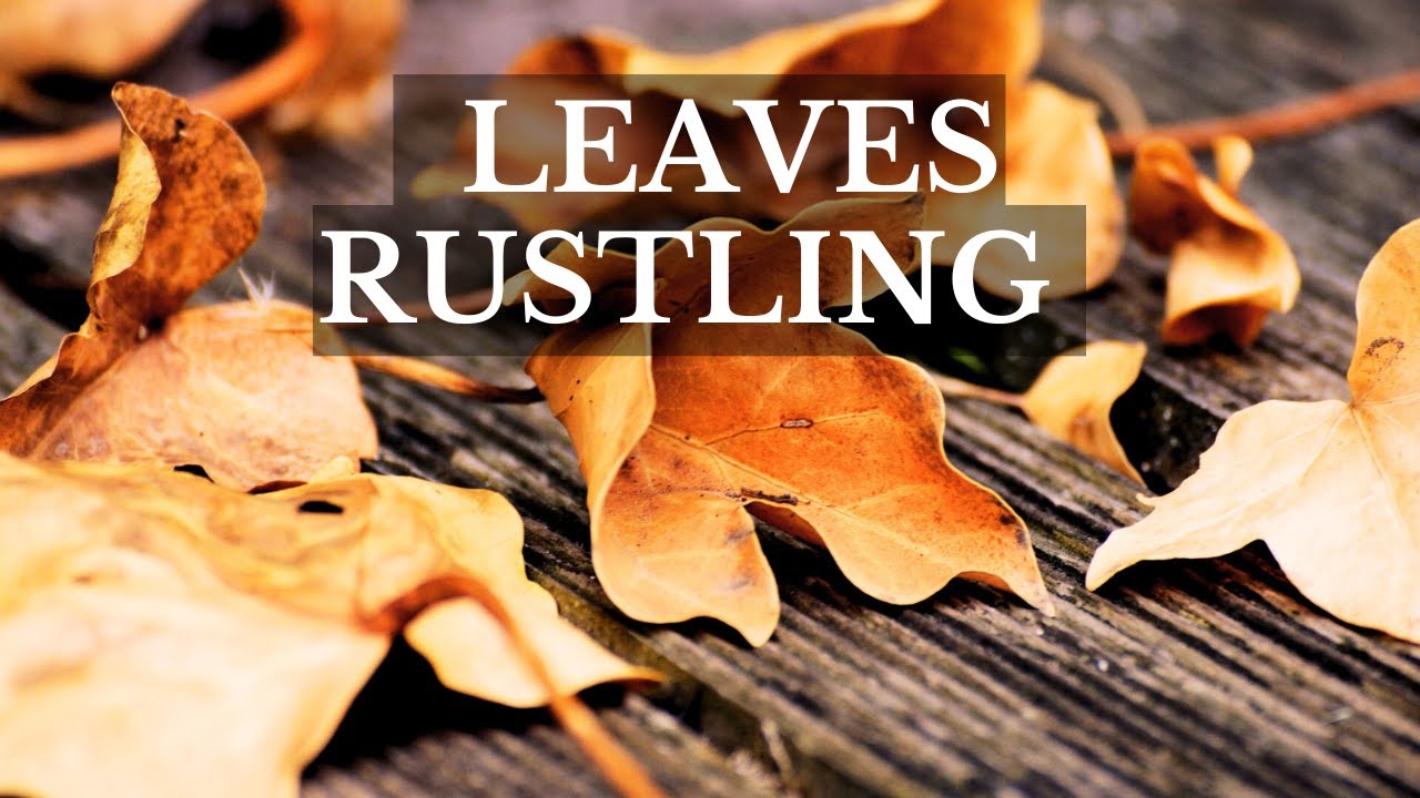 1 Hour Crunch and Rustling leaves and twig sound | Rustling and Leaves ...