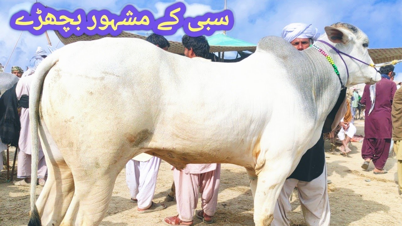 Sebi Nasal ka Bull Cow Mandi Mohammad por سبی نسل کے بچھڑے اور قیمت کے ...