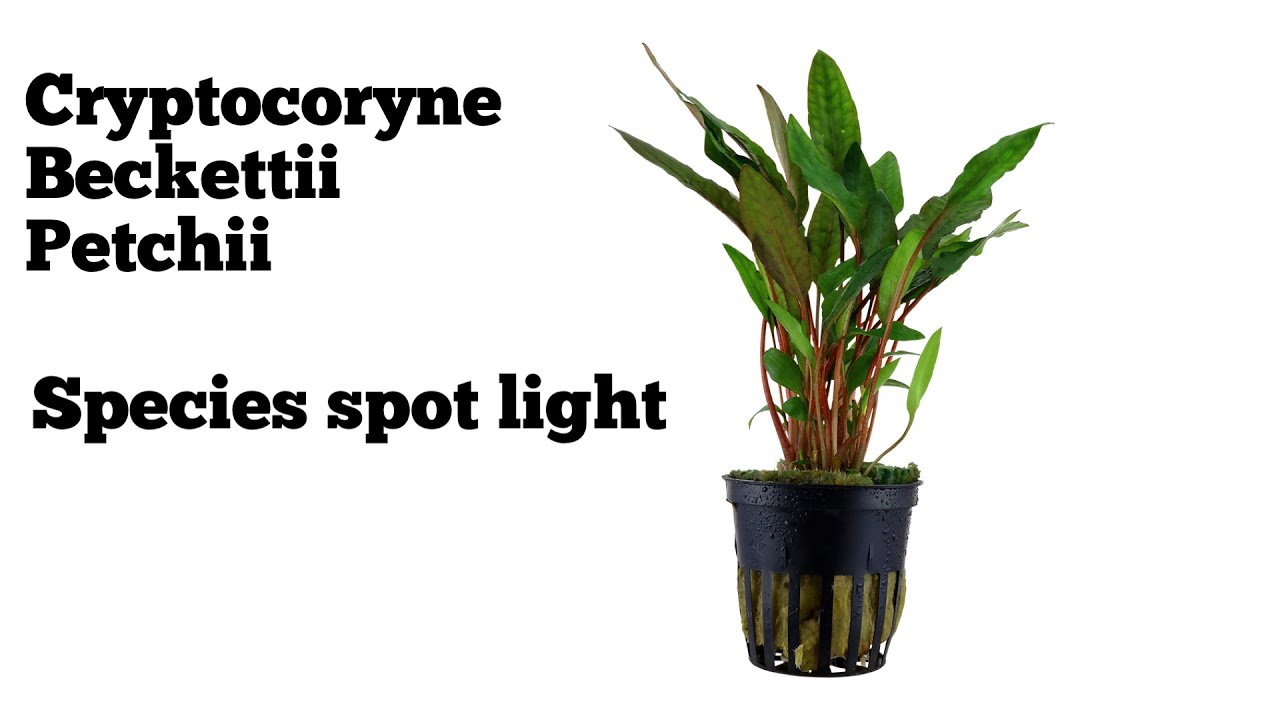 Cryptocoryne Beckettii Petchii - YouTube