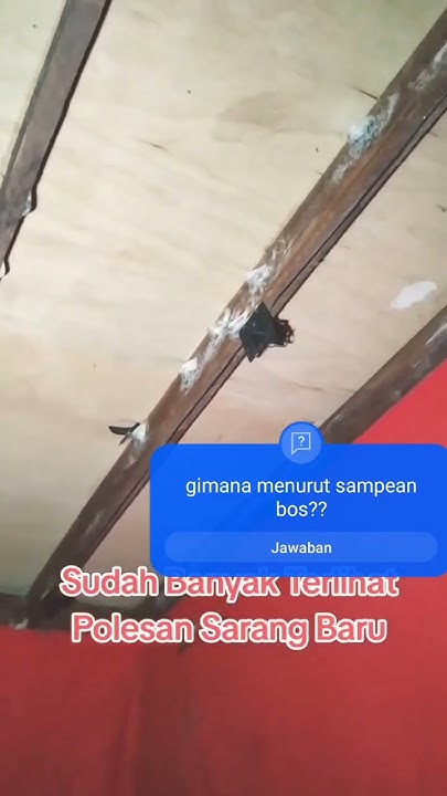 Rbw ukuran 4×8 setelah di panen skitar 20 hari sudah banyak pondasi sarang #rbw # ...