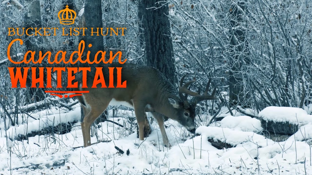 Saskatchewan Deer Hunting | Above The Game hunt with Canadian Whitetail ...