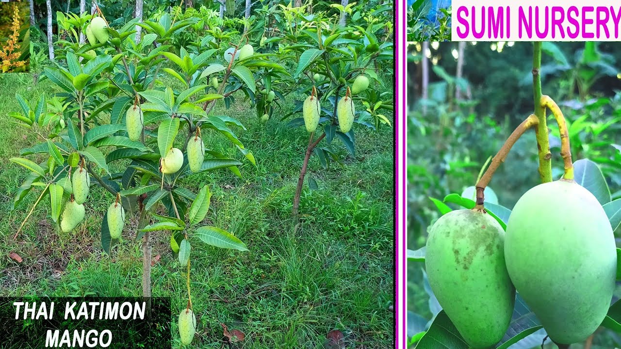 Thai Katimon Mango, all season Sweet mango Farming,Contact-8926100200 ...