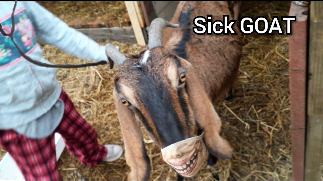 Our PREGNANT goat is SICK!! - YouTube