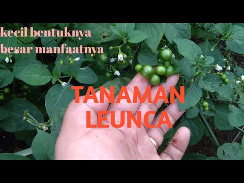 Tanaman Leunca - YouTube