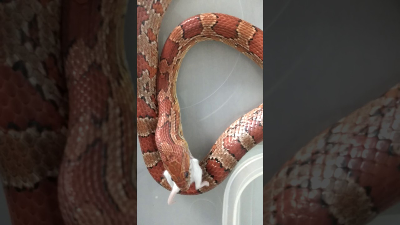 Minha cobra engolindo o rato ( CORN SNAKE) - YouTube