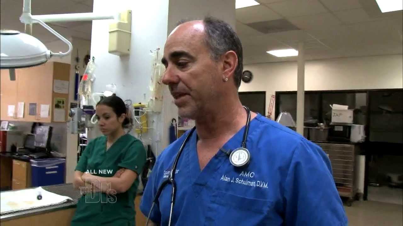 Botox for Dogs? -- The Doctors - YouTube