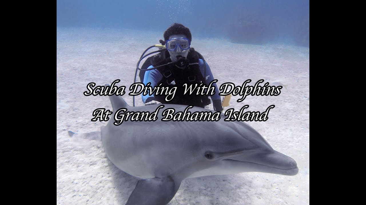 Scuba Diving With Dolphins