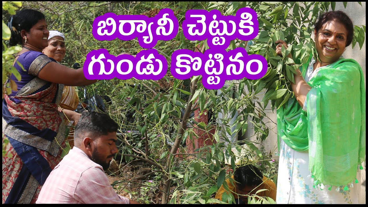 Gampa నిండా బిర్యానీ leaf/Tej Patha #Biryani Leaf Tree /Organic kitchen ...