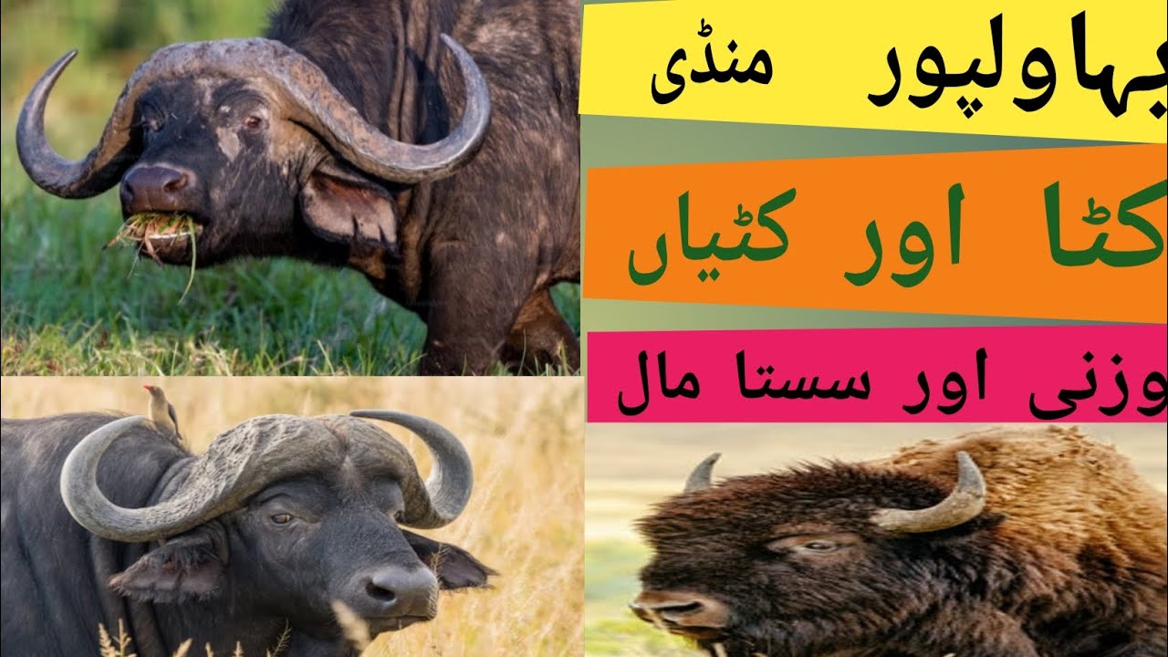 Pakistan Biggest and Modern Nili Ravi Buffalo Bahawalpur mandi Today ...