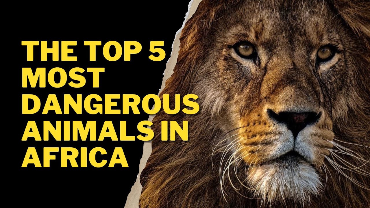 THE TOP 5 MOST DANGEROUS ANIMALS IN AFRICA - YouTube