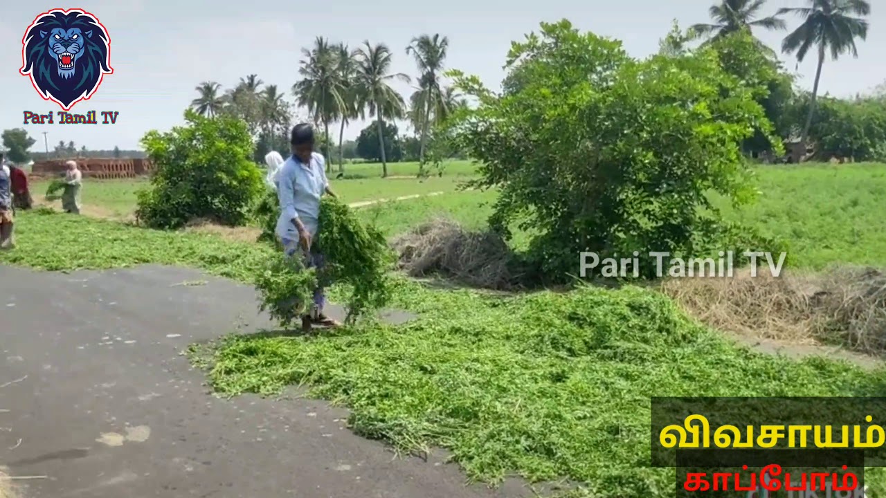 விவசாயம் விவசாயிகளின் வாழ்க்கை | Pari Tamil TV - YouTube