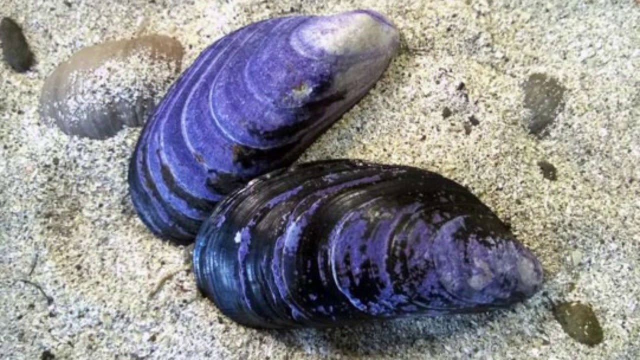 What are Mollusks? - YouTube