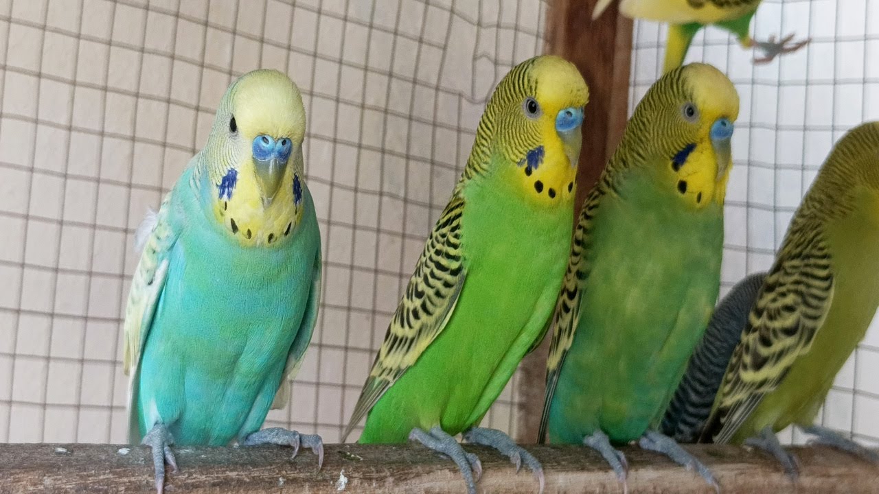 12 Hours of Happy Parakeet Sounds 🐦🎶 | Comforting Chirps for Your Sad ...
