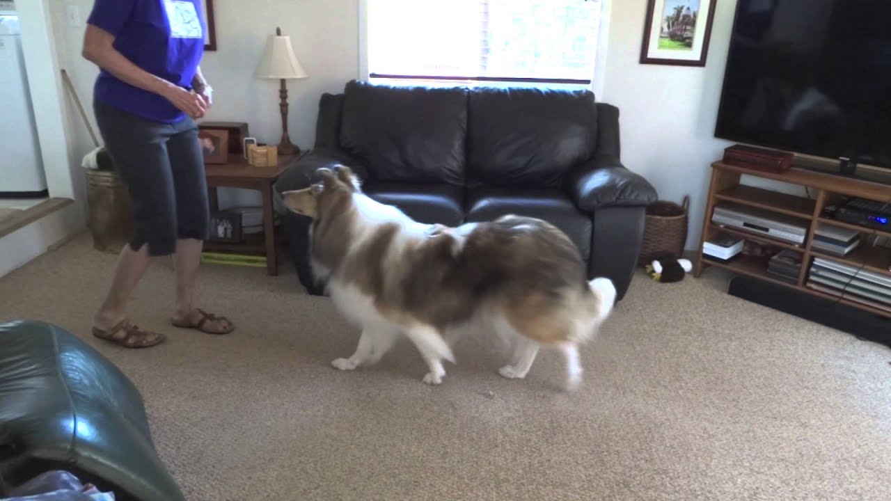 Teach Your Dog to Walk Backward, Go Back, Collie, Dog Tricks - YouTube