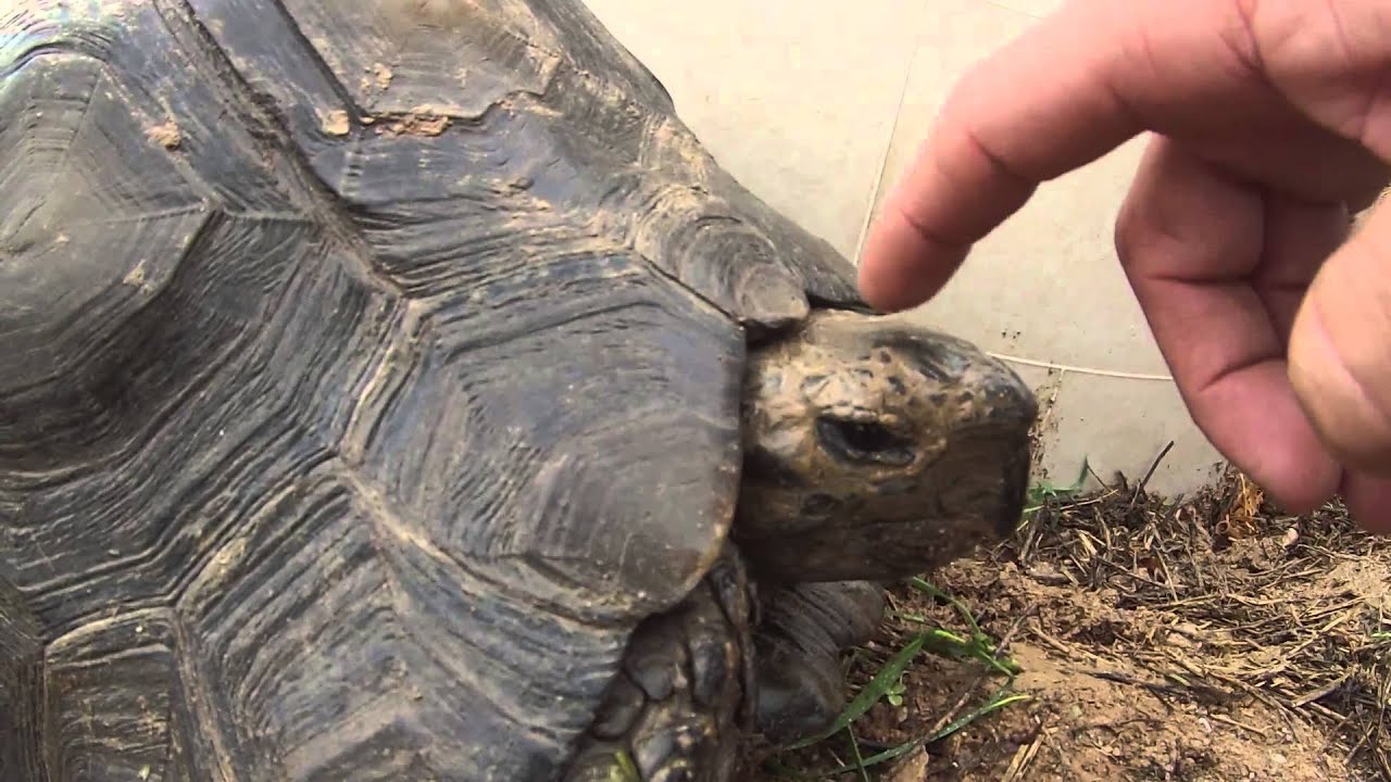 Arizona Tortoise Compound - YouTube