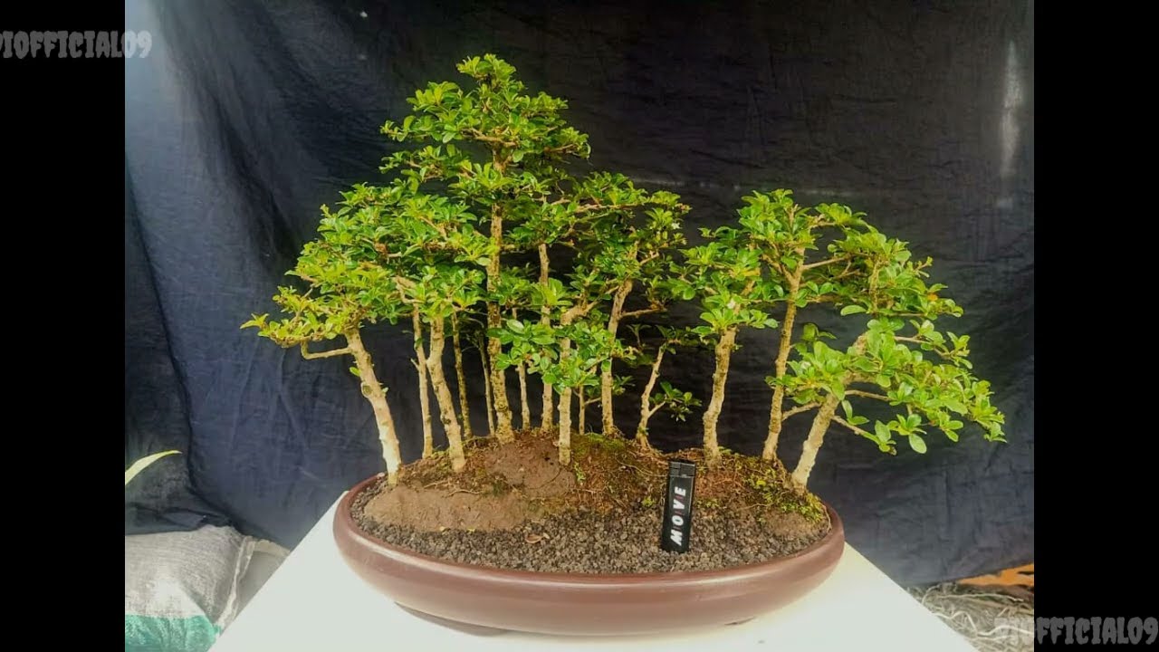 INSPIRASI BONSAI GAYA RAFT/GROUPING BAGUS || KUMPULAN (BONSAI GAYA RAFT ...