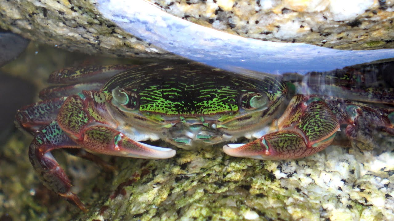 olted Shore crab scrambles sideways and slides into crevice under water ...
