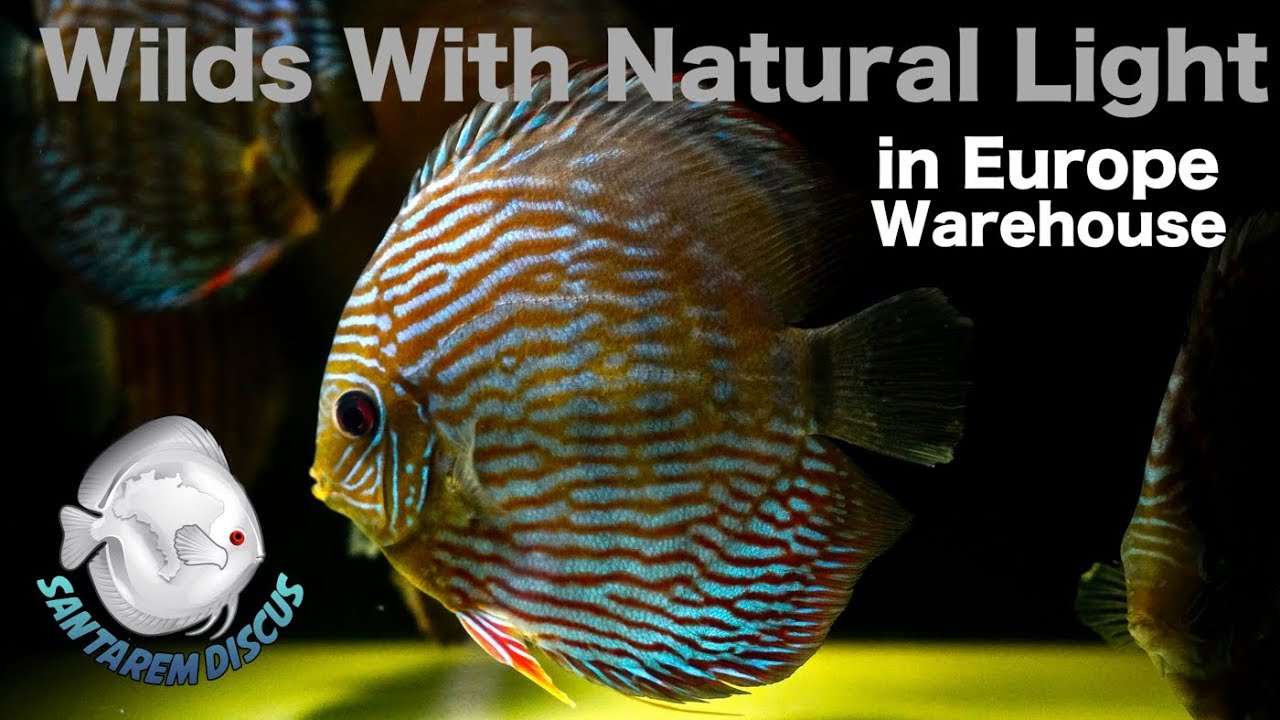 Wilds with natural light in Santarem Discus Plus / www ...